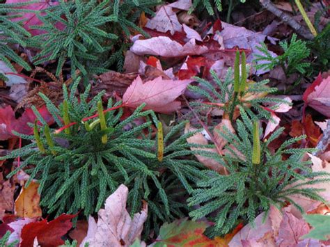 Lycophytes Lycopodium Obscurum I Presume There Were At L… Flickr
