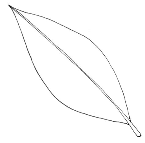 Lanceolate Leaf Diagram Lizzie Harper