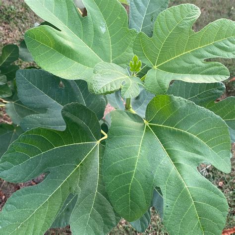 Cold Hardy Figs How To Grow Figs In Usda Zones 6 And Below The