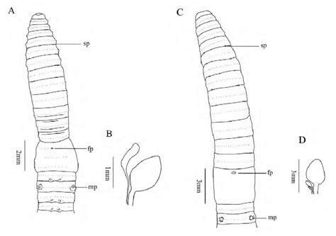 Amynthas Stricosus And Amynthas Fuscus Spp Nov A Ventral View Download Scientific Diagram