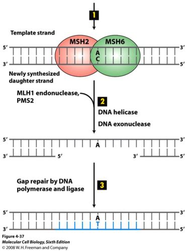 Genetics 3 Exam Flashcards Quizlet