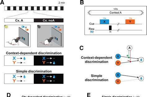Resolving Ambiguity How The Brain Uses Context In Decision Making And Learning