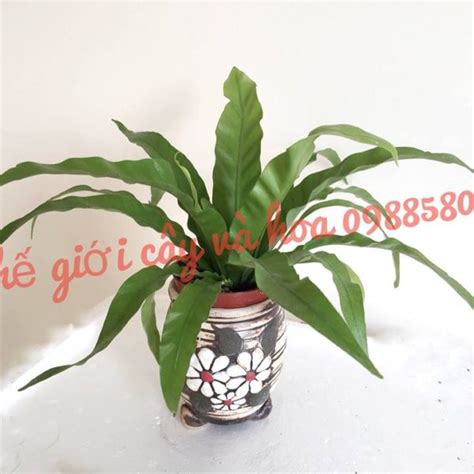 Cây Tổ Chim Cây Tổ Quạ Hay Còn Gọi Là Cây Ráng ổ Phụng