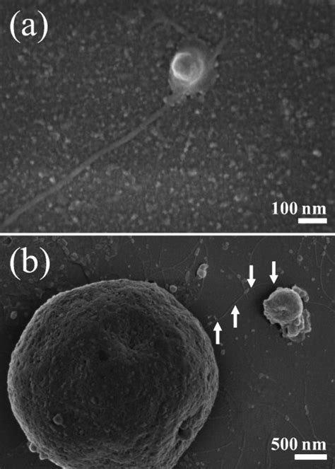 Fabrication And Magnetic Control Of Bacteria Inspired Robotic Microswimmers Applied Physics