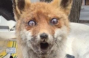 Create Comics Meme Stoned Fox Stoned Fox Comics Meme