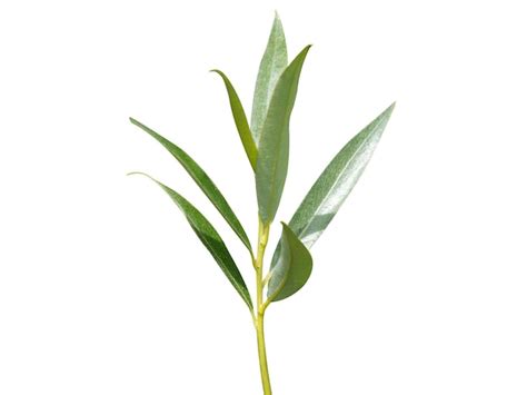 Premium Photo Salix Alba White Willow Or Willow Has Long Been Used By Herbalists For Various