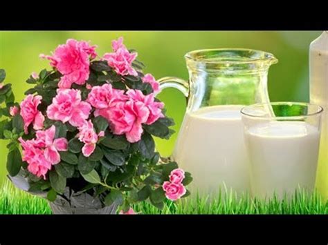 Молоко для растений? Молоко как удобрение и защита от болезней и ...