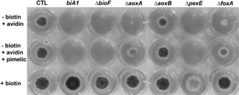 Complementation Of E Coli Biotin Auxotrophic Mutant Biof103 With Gfp Download Scientific