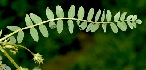 Astragalus Concretus Eflora Of India