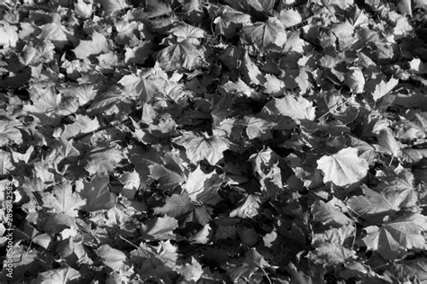 Pile Of Leaves Black And White
