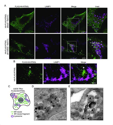Er Tubules Fragments Are Delivered To Lysosomes A Immunofluorescence
