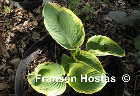 Hosta Mike Shadrack Fransen Hostas