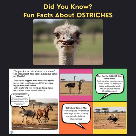 Ostriches Fun Facts Did You Know Mini Lesson For Grades 2 5 Tpt