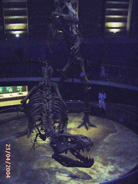 Gallery Dino