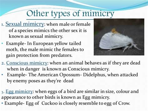 Mimicry Evolutionary Biology