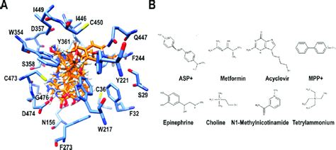 Predicted Binding Site Of Oct1 And Representative Substrates A Download Scientific Diagram