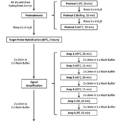 Flowchart Of Rnascope Assay Illustration Of Rnascope Assay Workflow