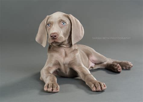 Donnie 10 Week Old Weimaraner Sarah Beth Photography Minneapolis