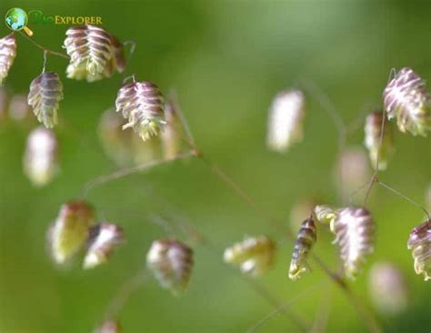 Quaking Grass Flower Briza Media Cowquake