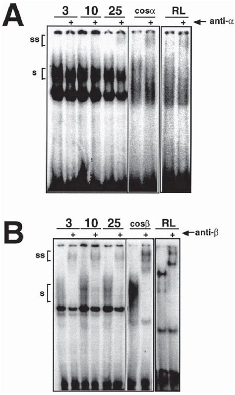 Dna Binding Activity Of C Ebpa And C Ebpb Isoforms A Nuclear Download Scientific Diagram