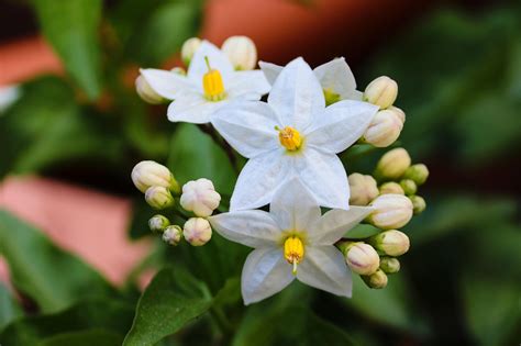 20 Free Jasminum Grangiflorum Jasminum Images Pixabay