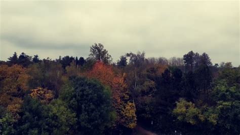 Trees Leaves Forest Free Stock Video Pixabay