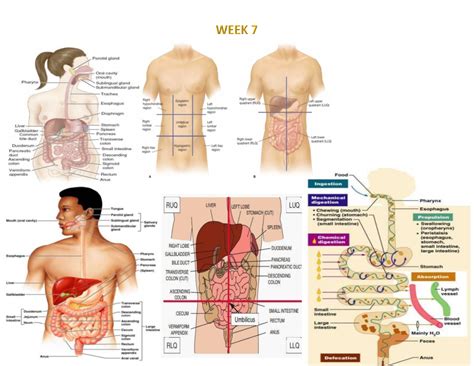 MedSurg 2 Lecture Notes Midterms Bachelor Of Science In Nursing Studocu