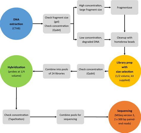 example workflow diagram for cost‐effective target capture sequencing