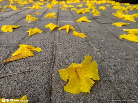风铃花 黄色花 黄钟树 黄花风摄影图 自然风景 自然景观 摄影图库 昵图网
