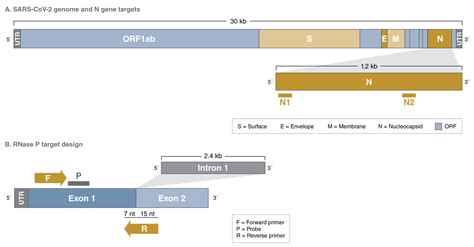 Luna® Sars Cov 2 Rt Qpcr Multiplex Assay Kit Neb