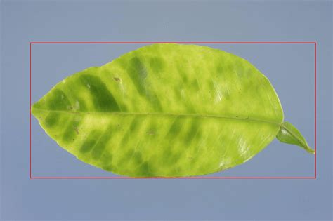C Opencv Finding Height And Width Of A Contoured Image Stack
