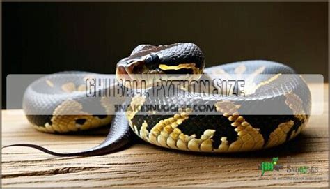 Ghi Ball Python Complete Care Guide Morphs And Genetics Explained