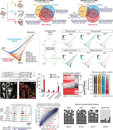 Dedifferentiation And Transdifferentiation Follow Different