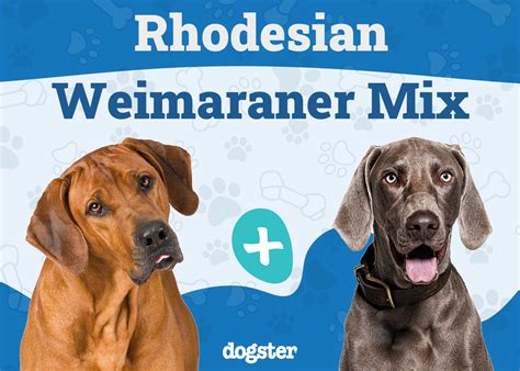 Rhodesian Ridgeback Weimaraner Mix Dog Breed Info Pictures Care