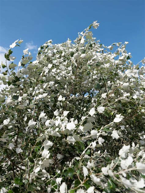 Peuplier Blanc Plantation Et Culture Entretien Et Usages