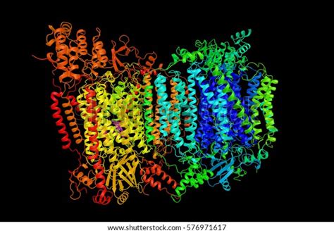 82 Cytochrome Oxidase Royalty Free Photos And Stock Images Shutterstock