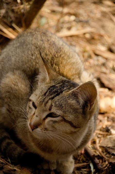Ticked Tabby Stock Photos Free Royalty Free Stock Photos From Dreamstime