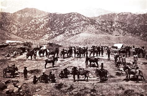 Mule Wikipedia