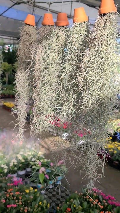 🌱plants Vlogㅣ좁은 집에 놓기 좋은 공중 부양 행잉식물 틸란드시아 이오난사 화분🪴ㅣ 플랜테리어ㅣ먼지 먹는 식물ㅣ공기정화 식물 Youtube