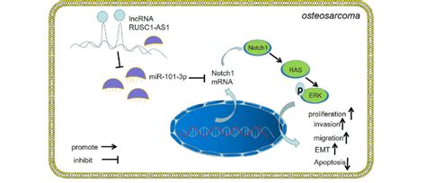 The Diagrammatic Sketch Of Rusc1 As1 Mir 101 3p Notch1 Ras Erk12 Axis
