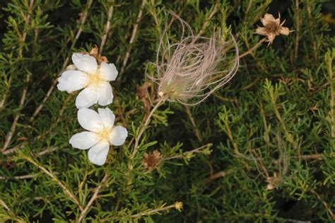 Fallugia Paradoxa Rosaceae