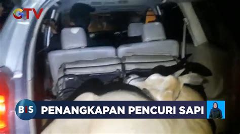 Polisi Sergap Mobil Komplotan Pencuri Sapi Di Kabupaten Agam