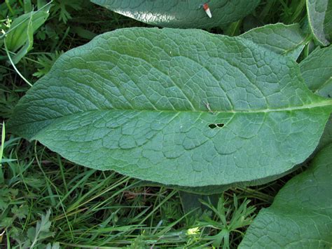 Comfrey Plant Identification Is Comfrey Edible Their Answers May