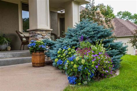 Endless Summer Pop Star Hydrangea Care Growing Guide