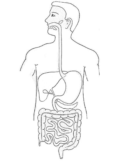 Diagram Of Digestive System Organs Parts Process And More