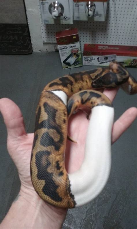 New Pics Of The Female Pied Moons Morph Addiction Facebook