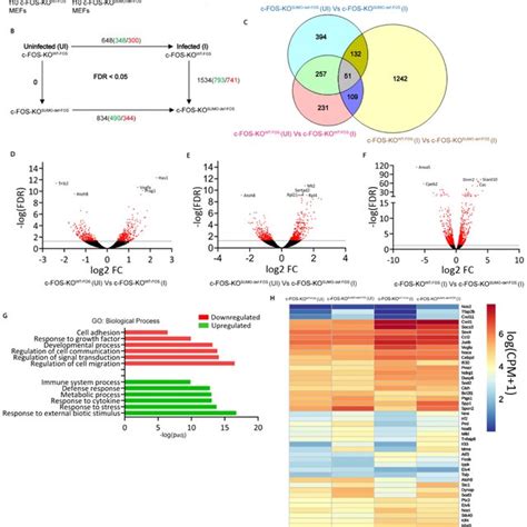 Mrna Seq Analysis Identifies C Fos Ptm Mediated Modulation Of Immune