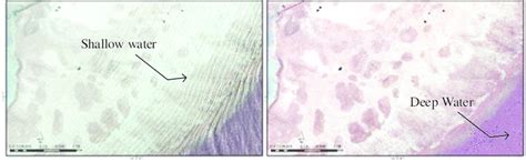 Wv 2 Imagery Before A And After Sunglint Correction B Download Scientific Diagram
