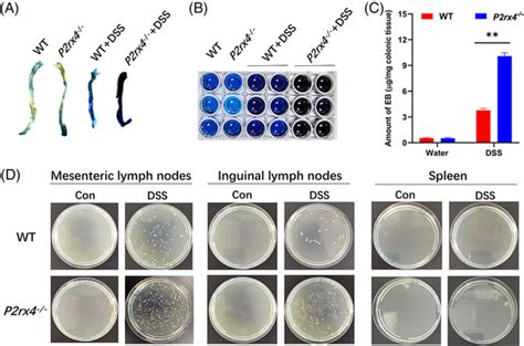 P2rx4 Deficiency Affects Colonic Mucosal Permeability And Bacterial