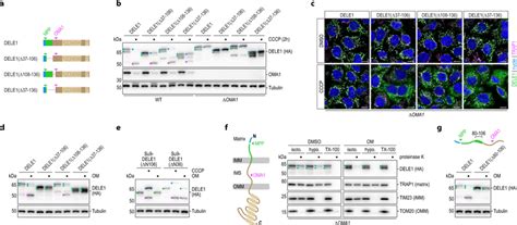 Sorting Of Dele1 In The Context Of Mitochondrial Stress Is Instructed